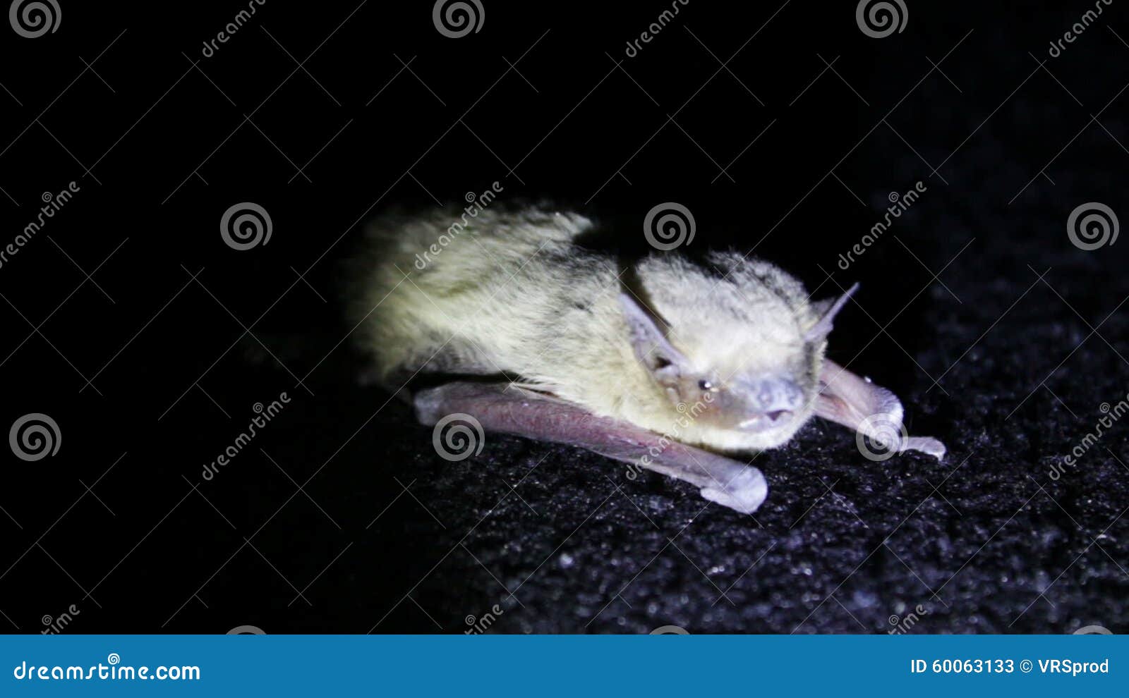 Bat Night Lying on the Ground Stock Video - Video of nature, midnight ...