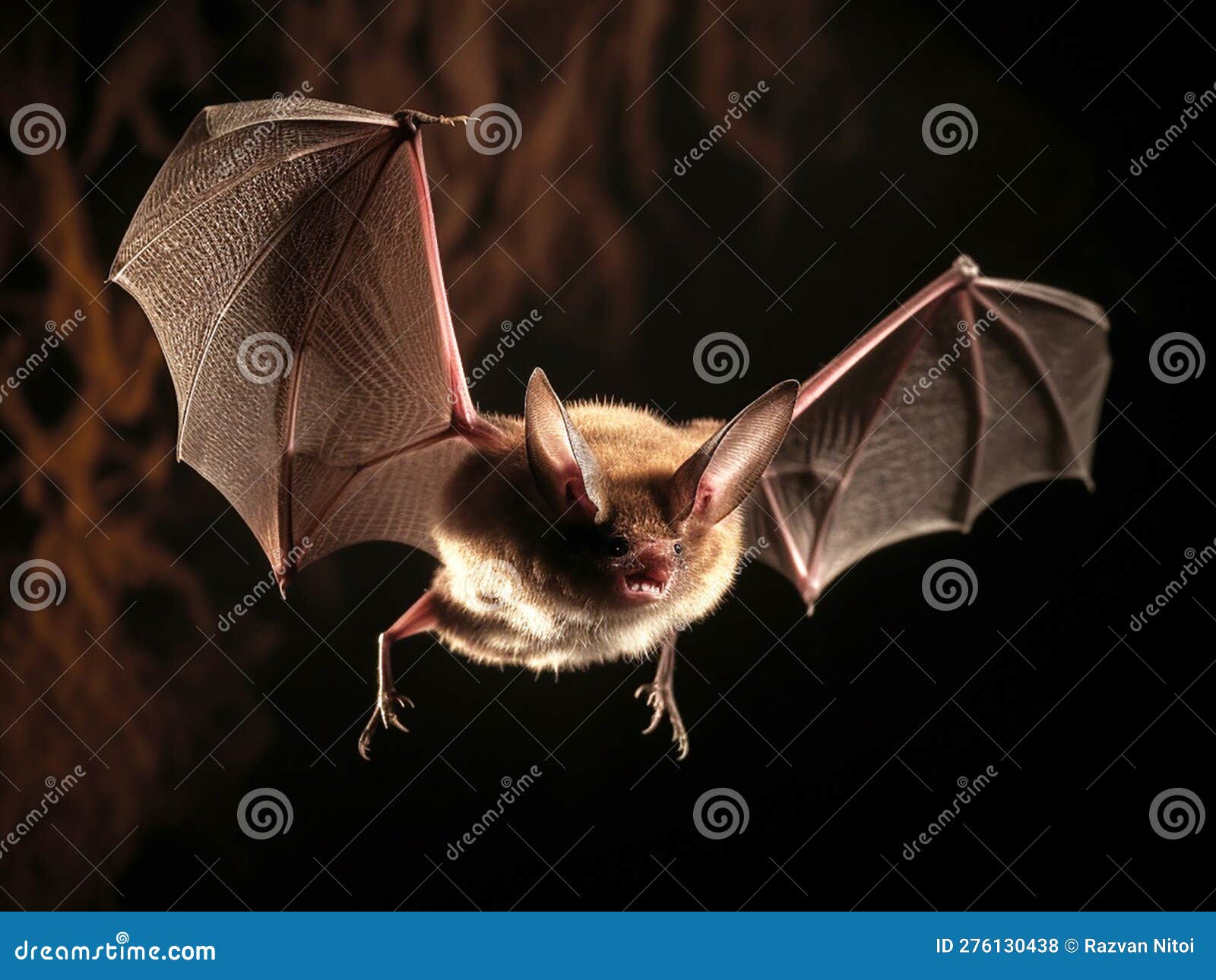 Bat with Open Wings Flying on Night Sky Stock Illustration ...