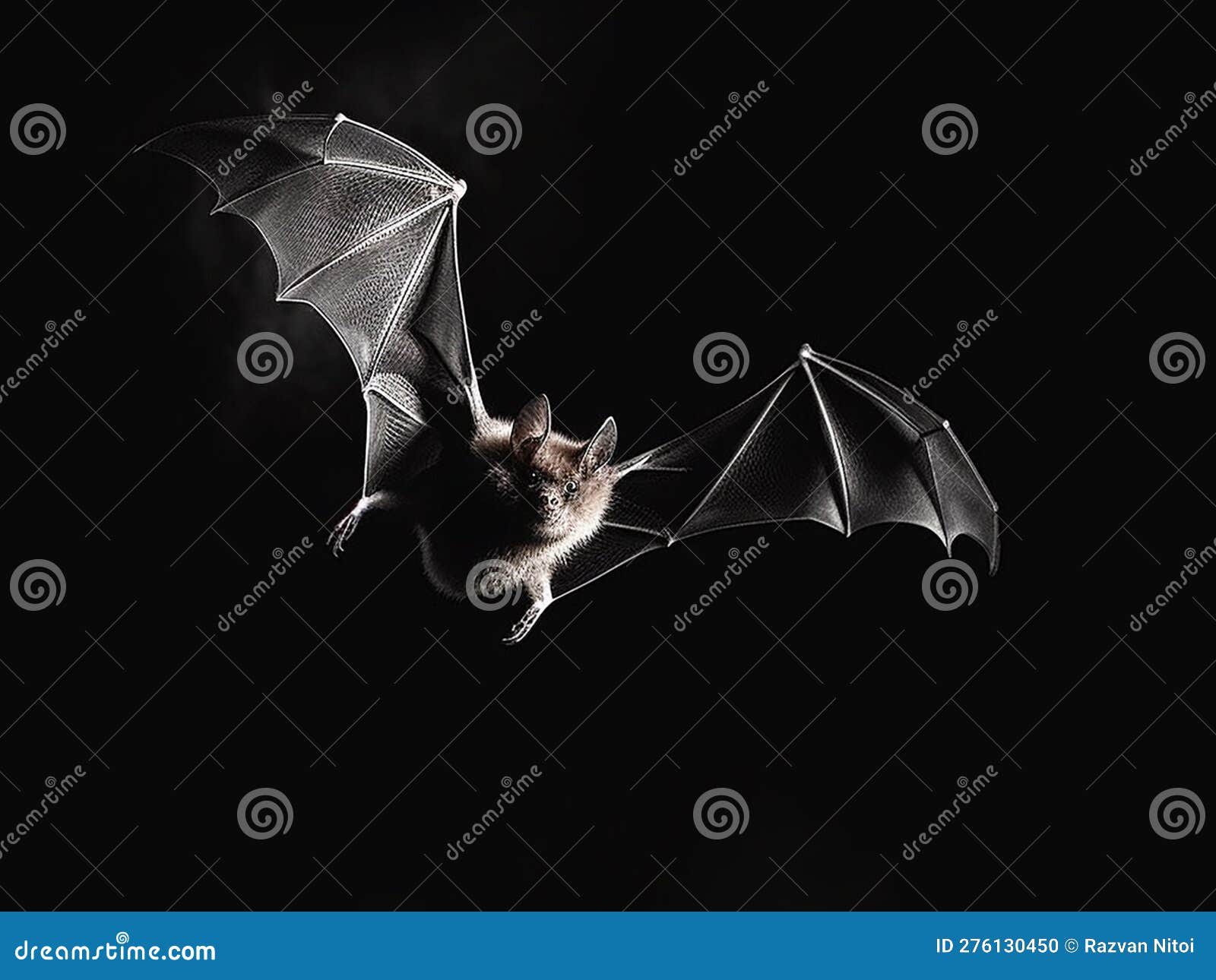 Bat with Open Wings Flying on Night Sky Stock Illustration ...