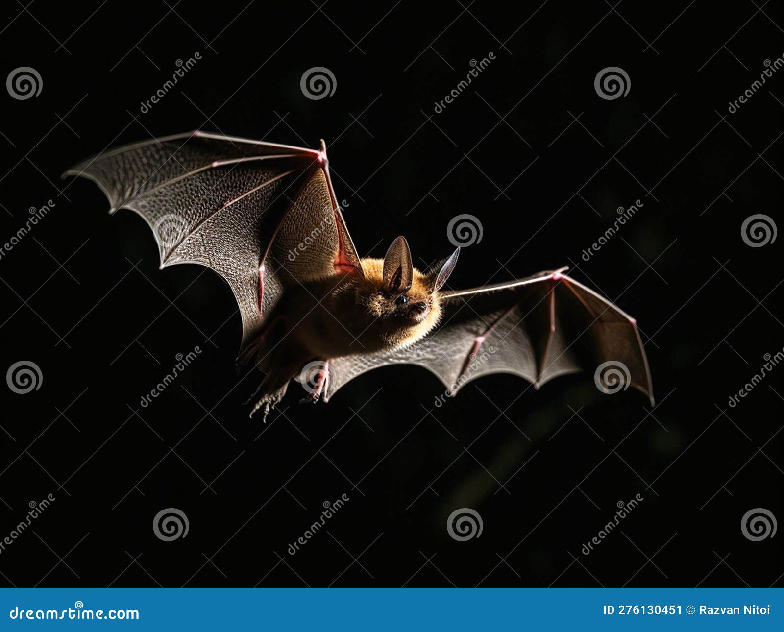 Bat with Open Wings Flying on Night Sky Stock Illustration ...