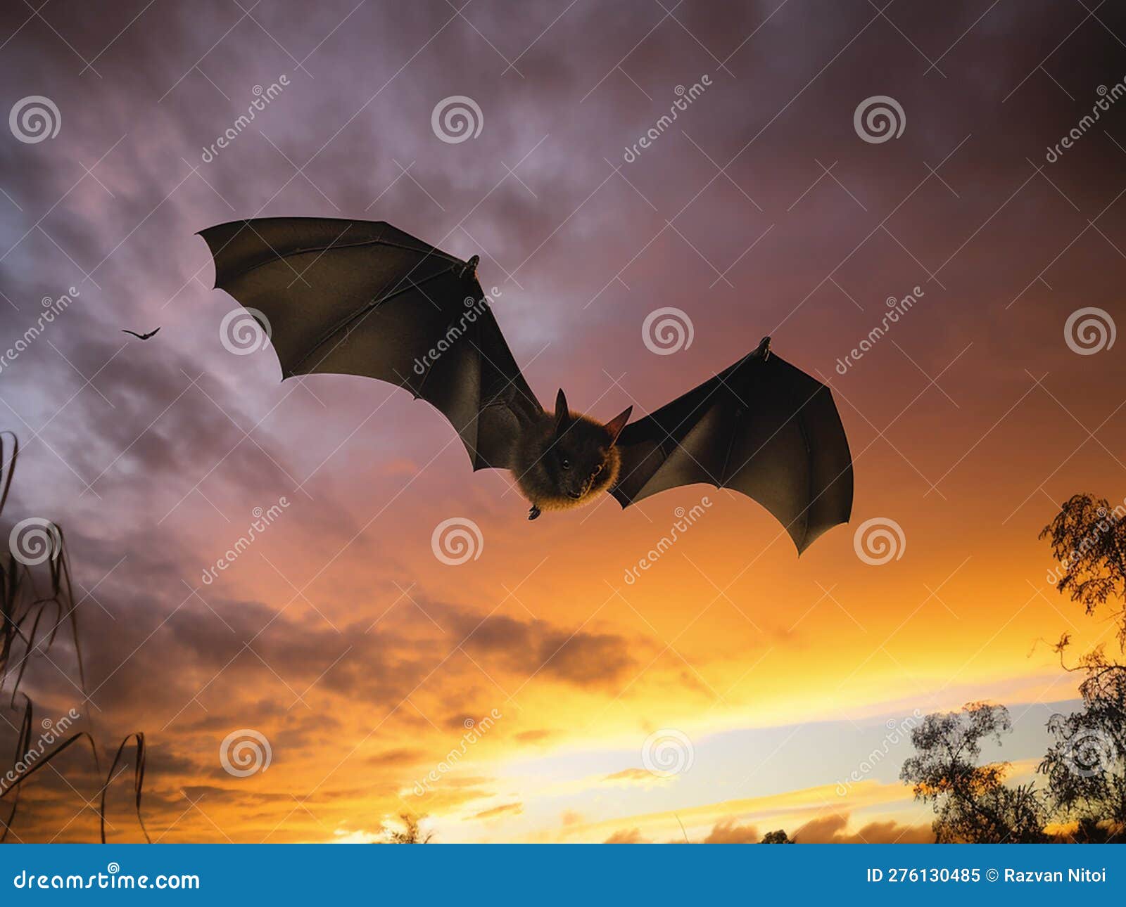 Bat with Open Wings Flying on Night Sky Stock Illustration ...