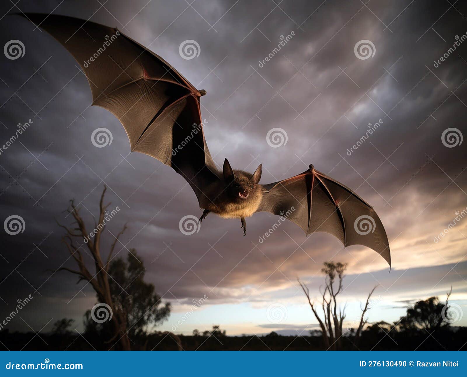 Bat with Open Wings Flying on Night Sky Stock Illustration ...
