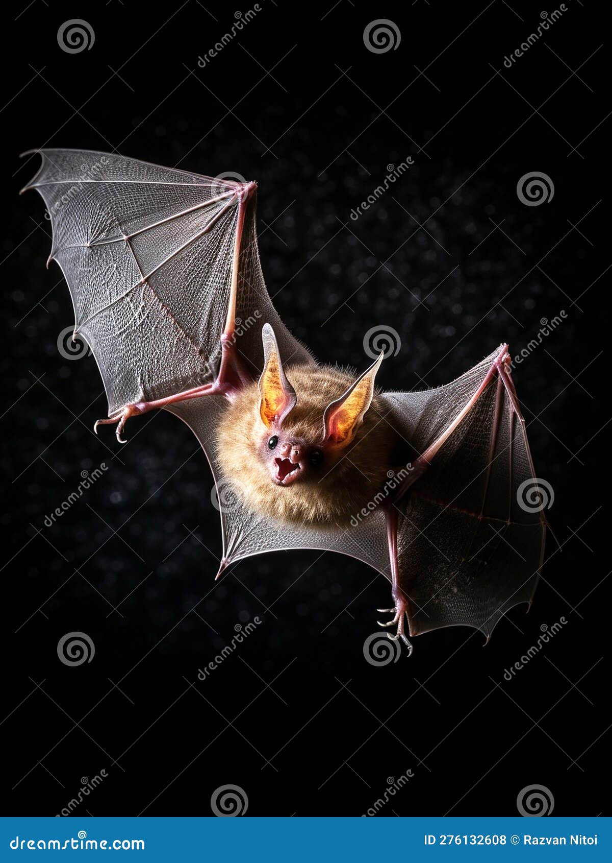Bat with Open Wings Flying on Night Sky Stock Illustration ...