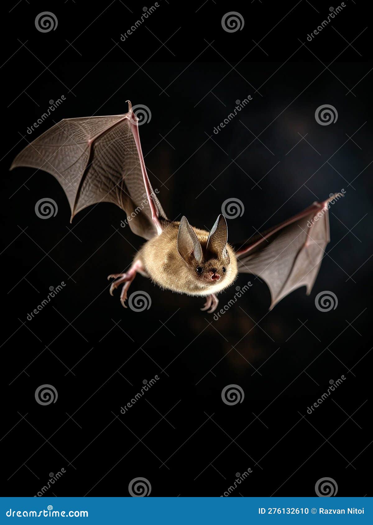 Bat with Open Wings Flying on Night Sky Stock Illustration ...