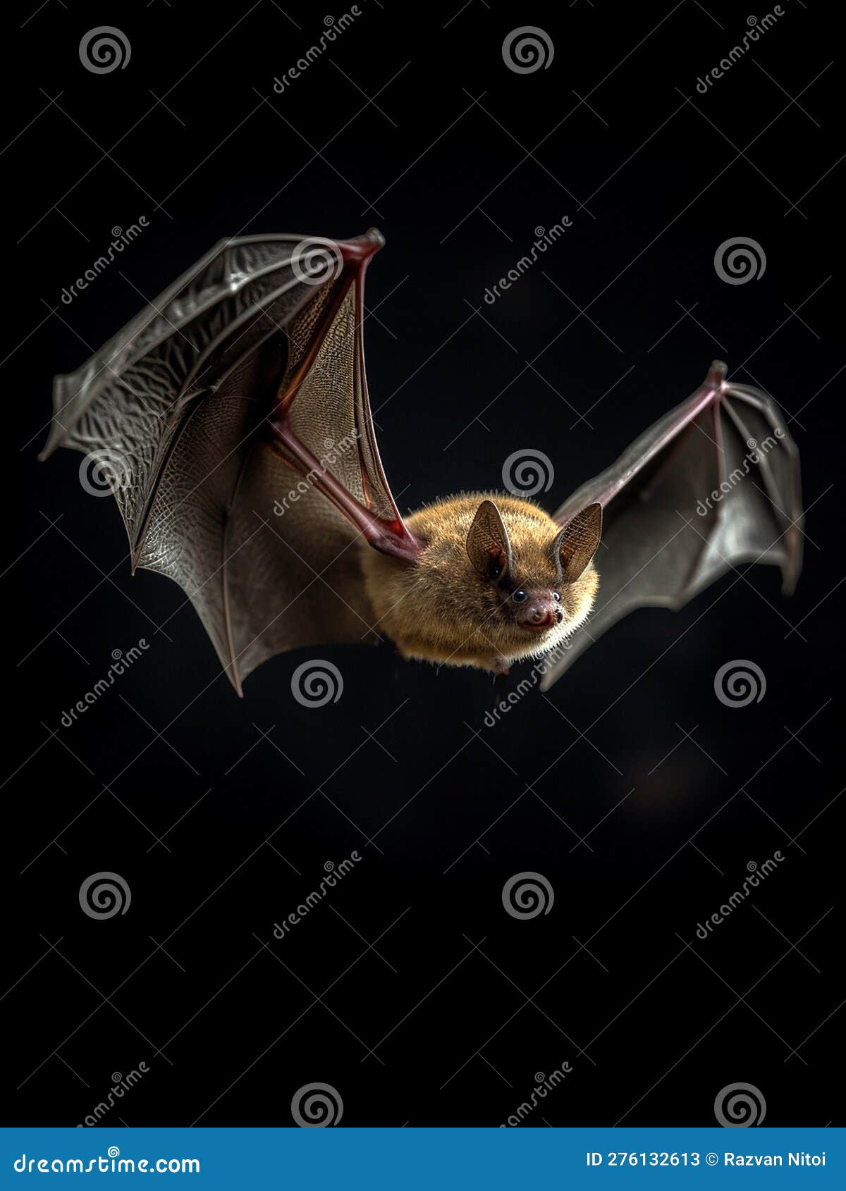 Bat with Open Wings Flying on Night Sky Stock Illustration ...