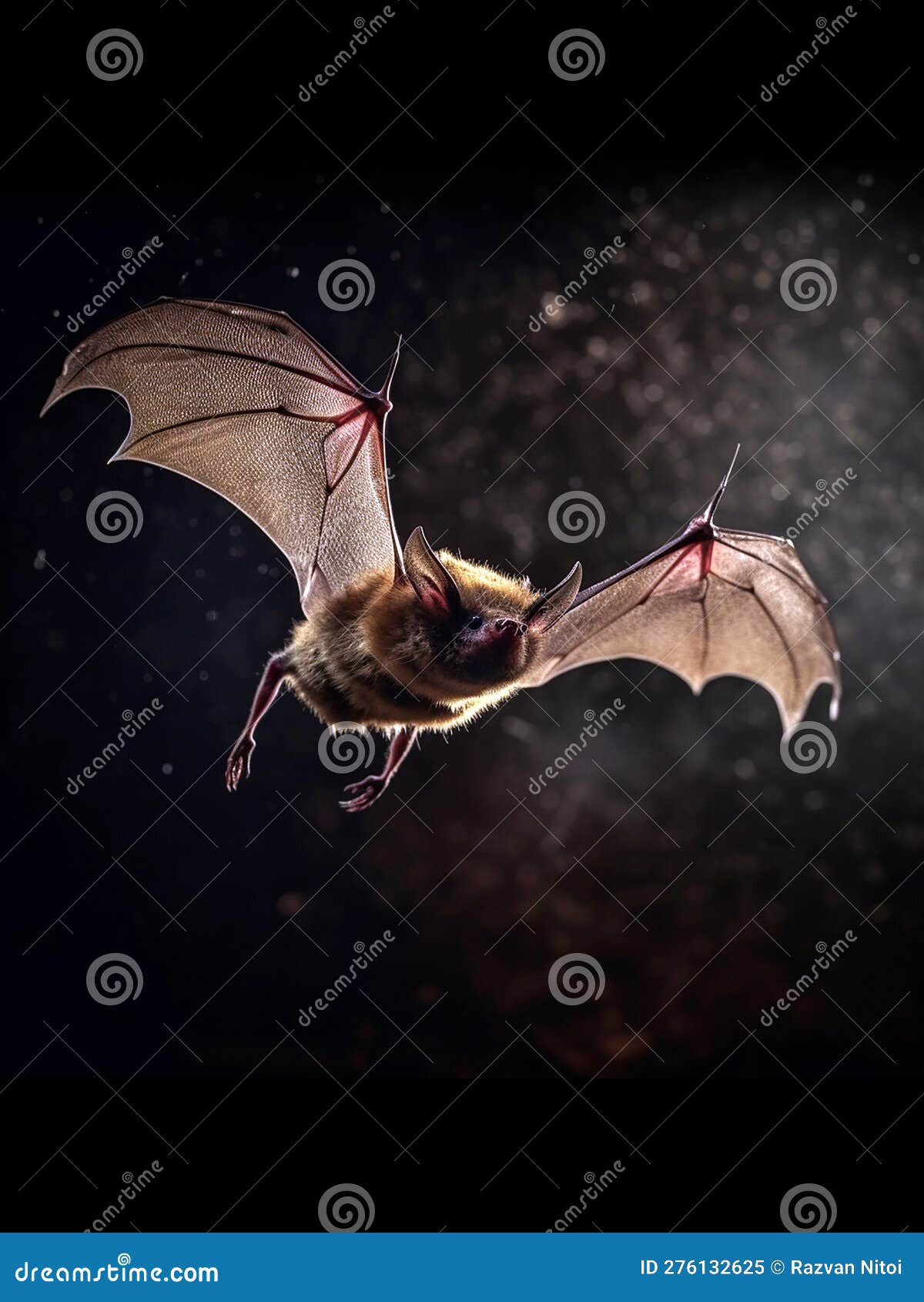 Bat with Open Wings Flying on Night Sky Stock Illustration ...