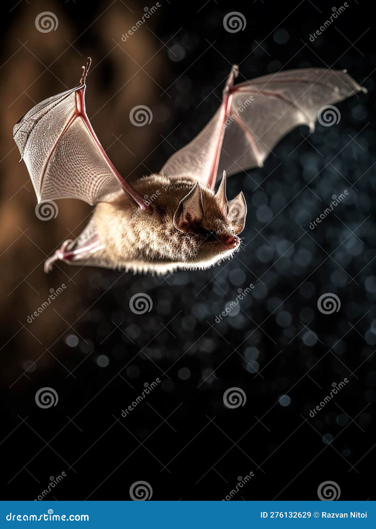 Bat with Open Wings Flying on Night Sky Stock Illustration ...