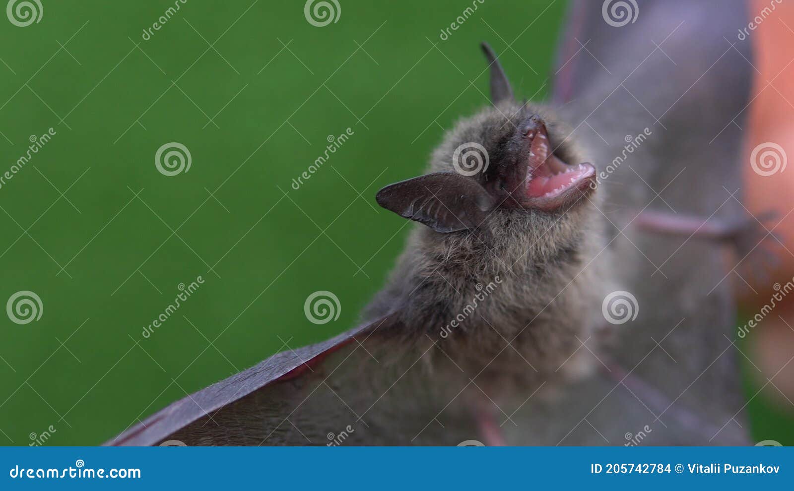 A Bat with Open Wings in the Hands of a Man Stock Photo - Image of ...