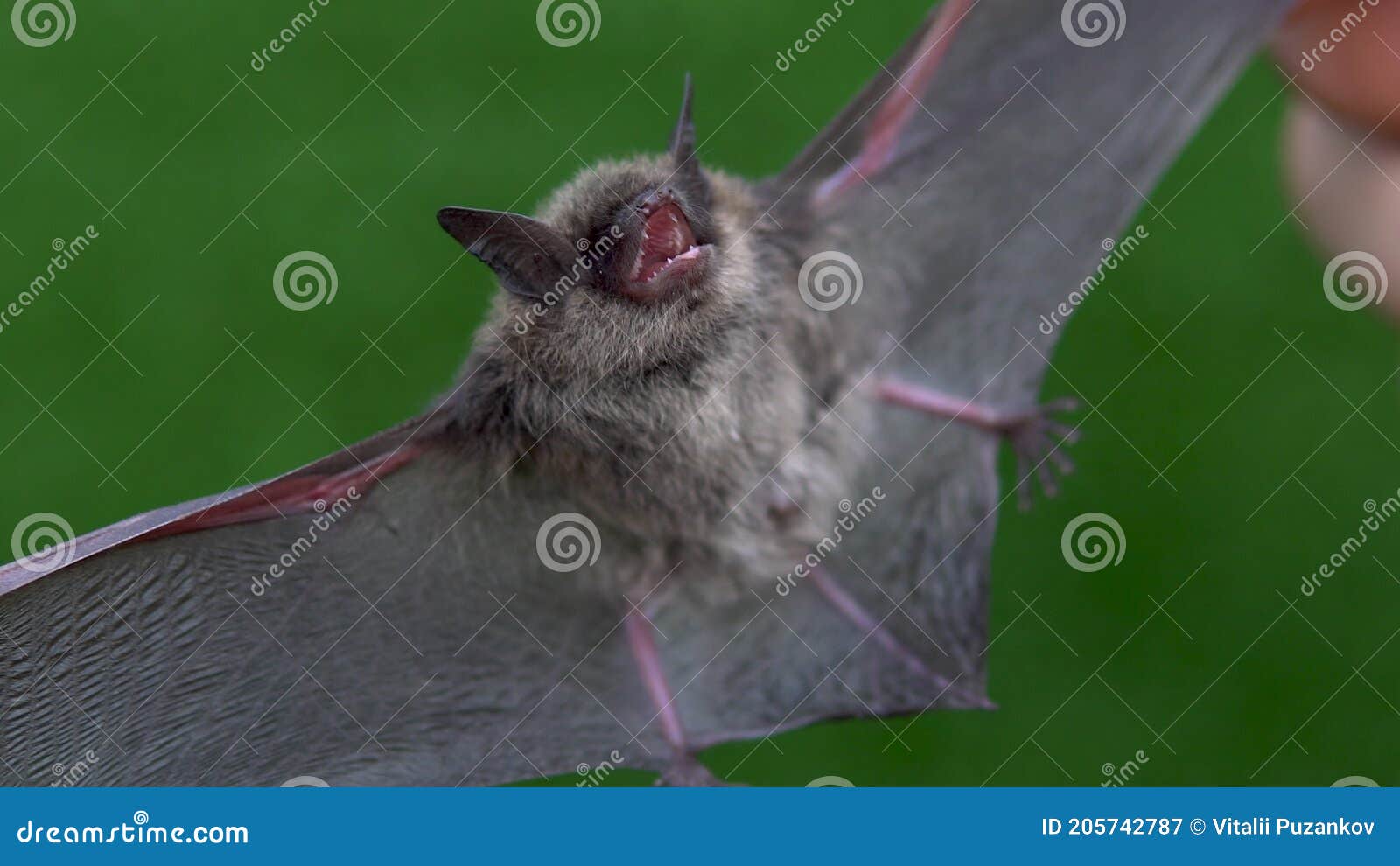 A Bat with Open Wings in the Hands of a Man Stock Image - Image of ...