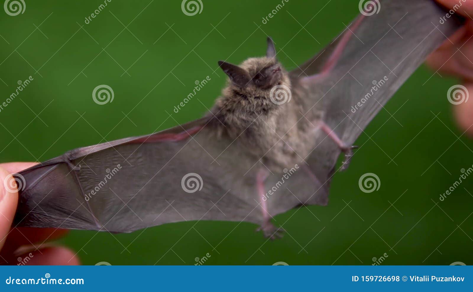 A Bat with Open Wings in the Hands of a Man Stock Footage - Video of ...