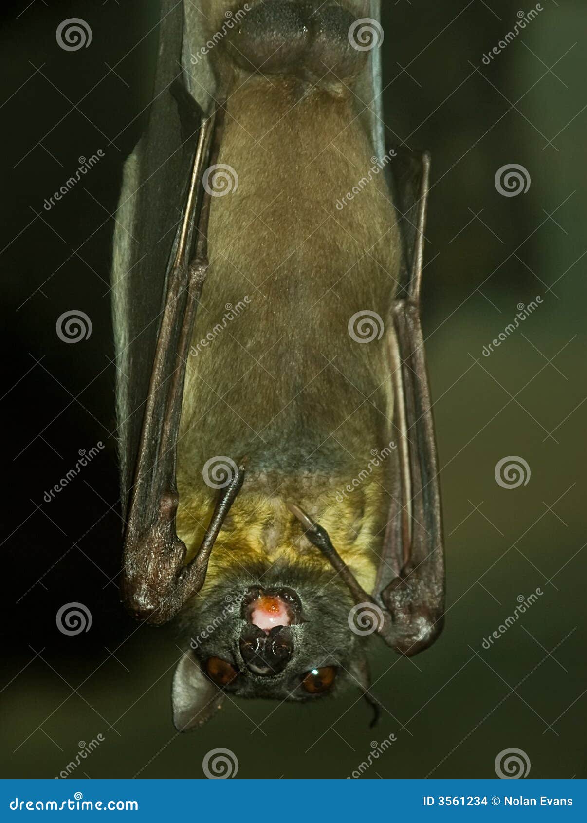Bat Portrait 1 stock photo. Image of portrait, hanging - 3561234