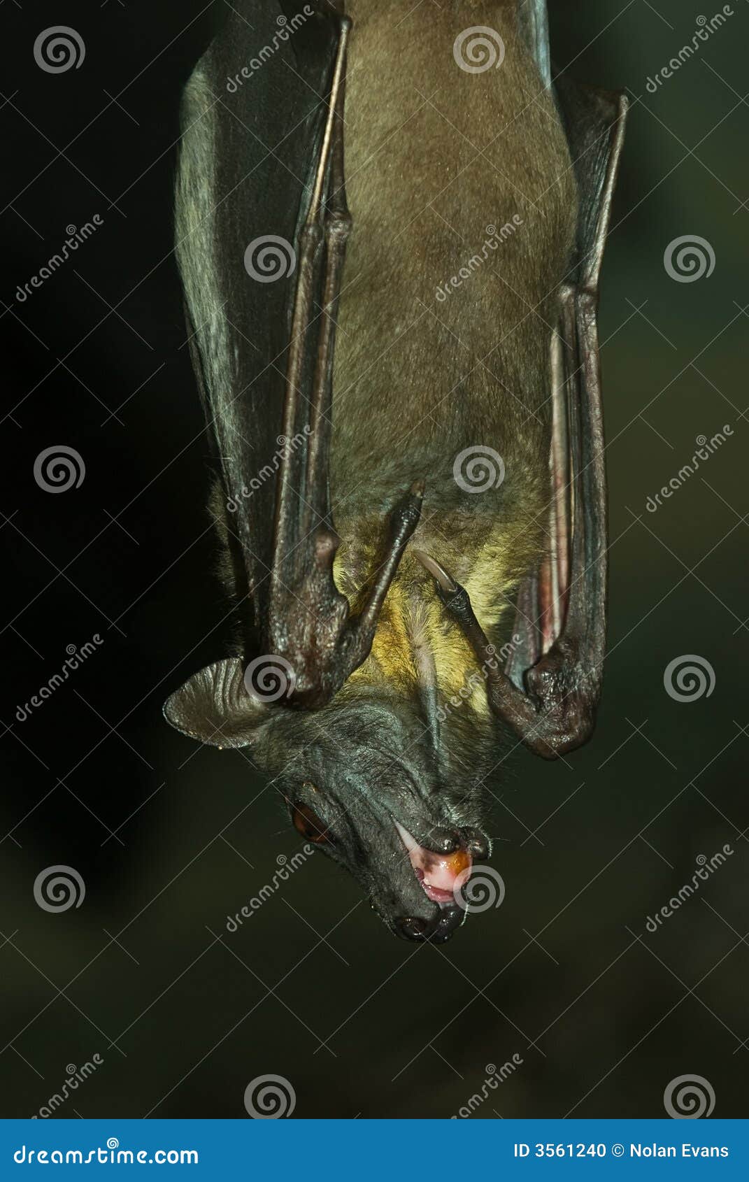 Bat Portrait 2 Picture. Image: 3561240