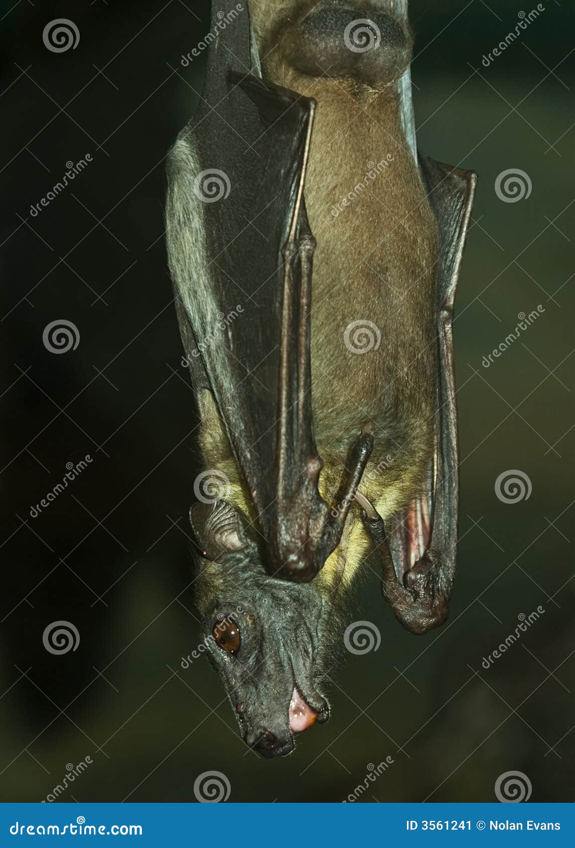 Bat Portrait 3 Picture. Image: 3561241