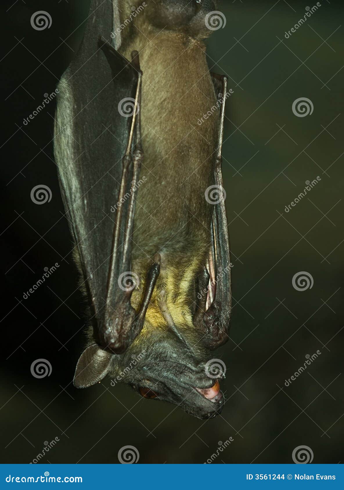 Bat Portrait 5 stock photo. Image of hang, hanging, portrait - 3561244