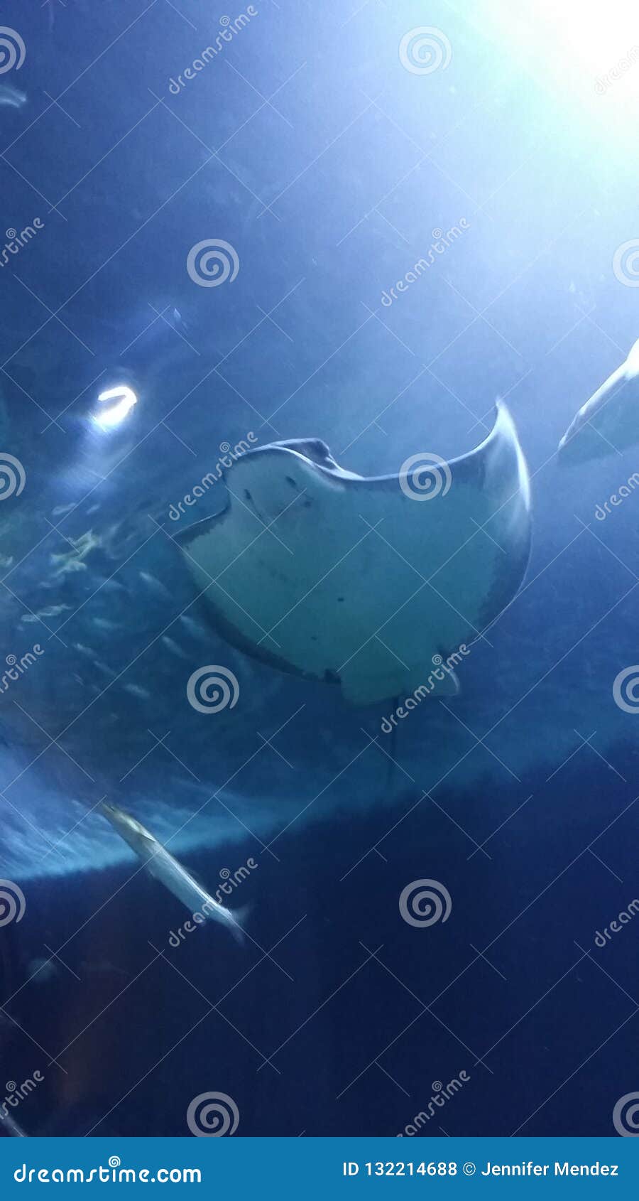 Bat Ray stock photo. Image of stingray, aquarium - 132214688