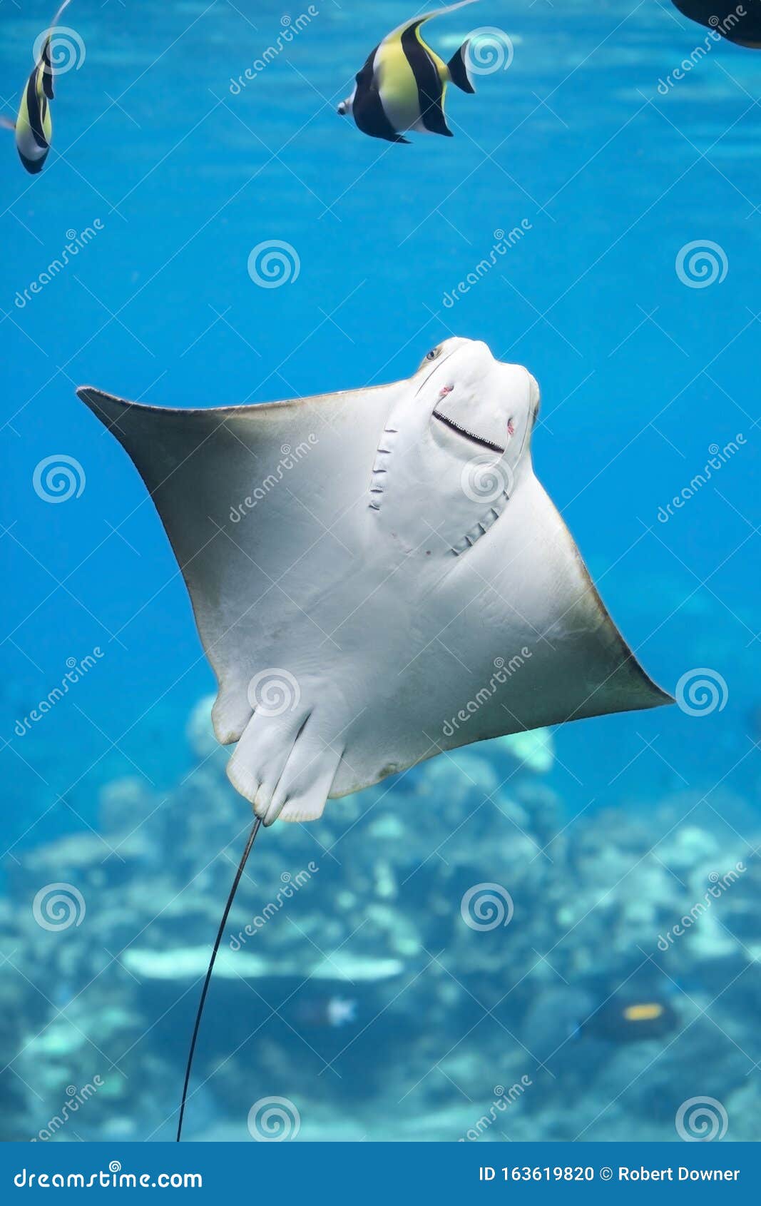 Bat Ray stock photo. Image of aquarium, closeup, white - 163619820