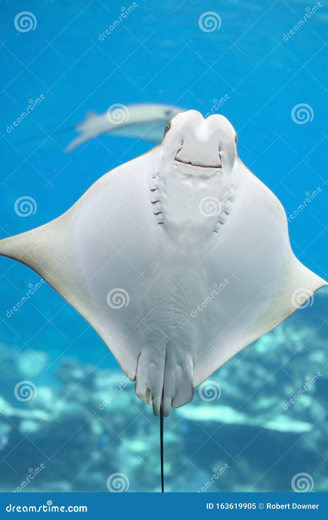 Bat Ray stock image. Image of swim, wildlife, aquarium - 163619905