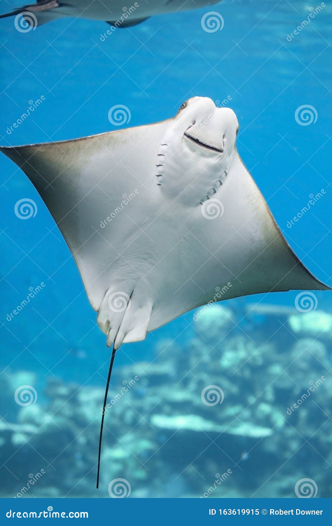 Bat Ray stock image. Image of water, marine, creature - 163619915