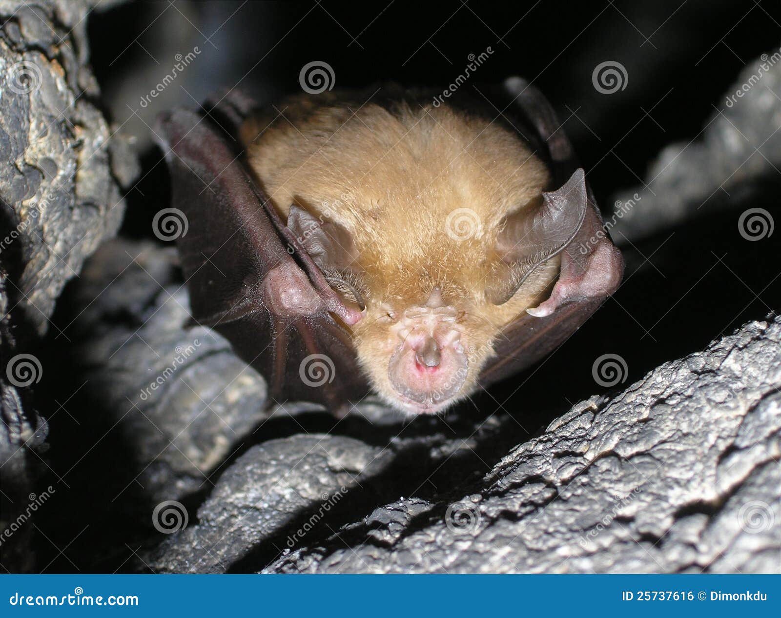 Bat Rhinolophus Ferrumequinum Stock Photo - Image of horseshoe, rodent ...