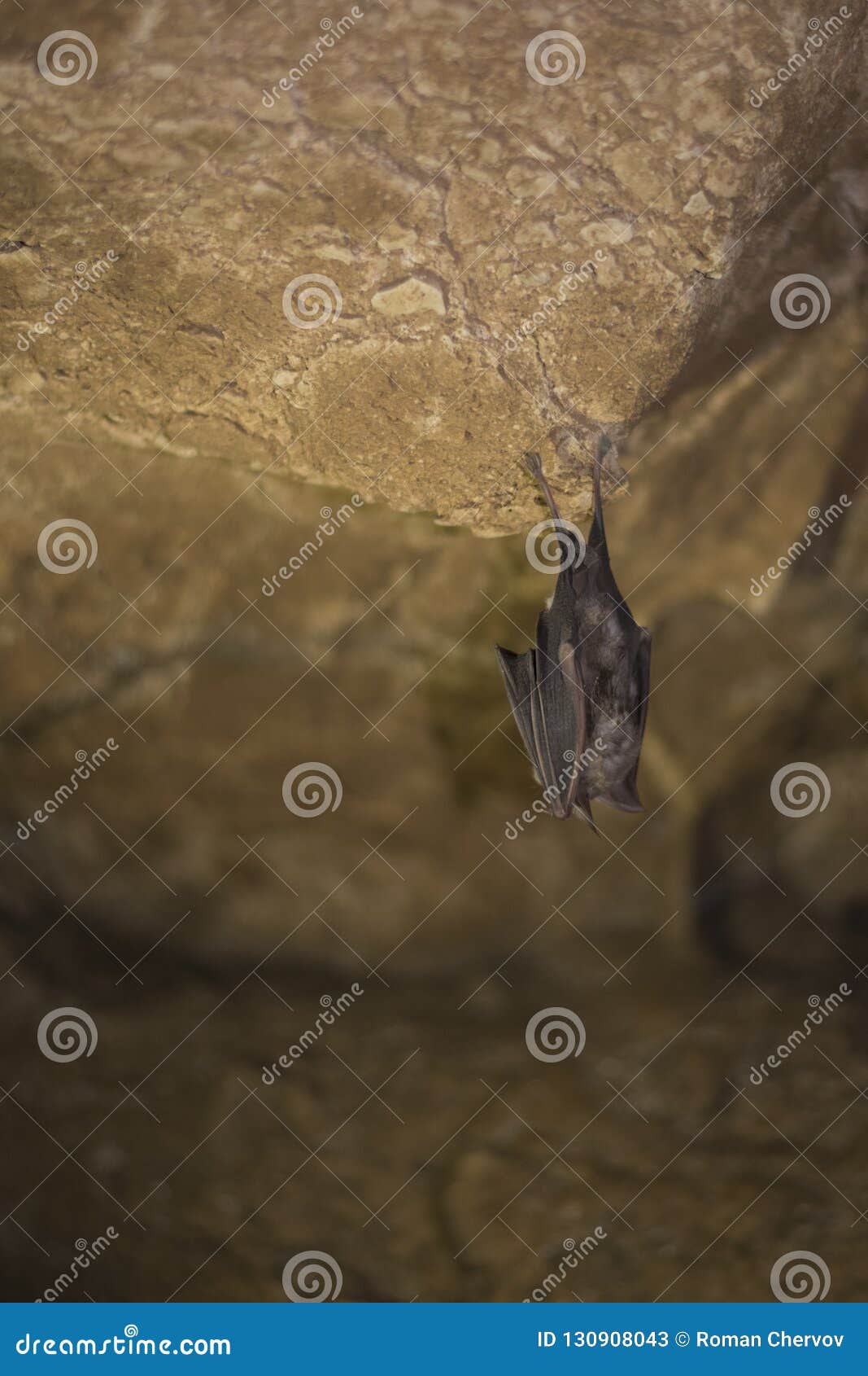 Bat on a rock stock image. Image of flying, endangered - 130908043