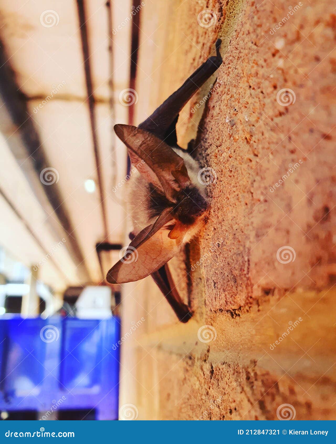 Bat that sat stock image. Image of yellow, blue, wall - 212847321