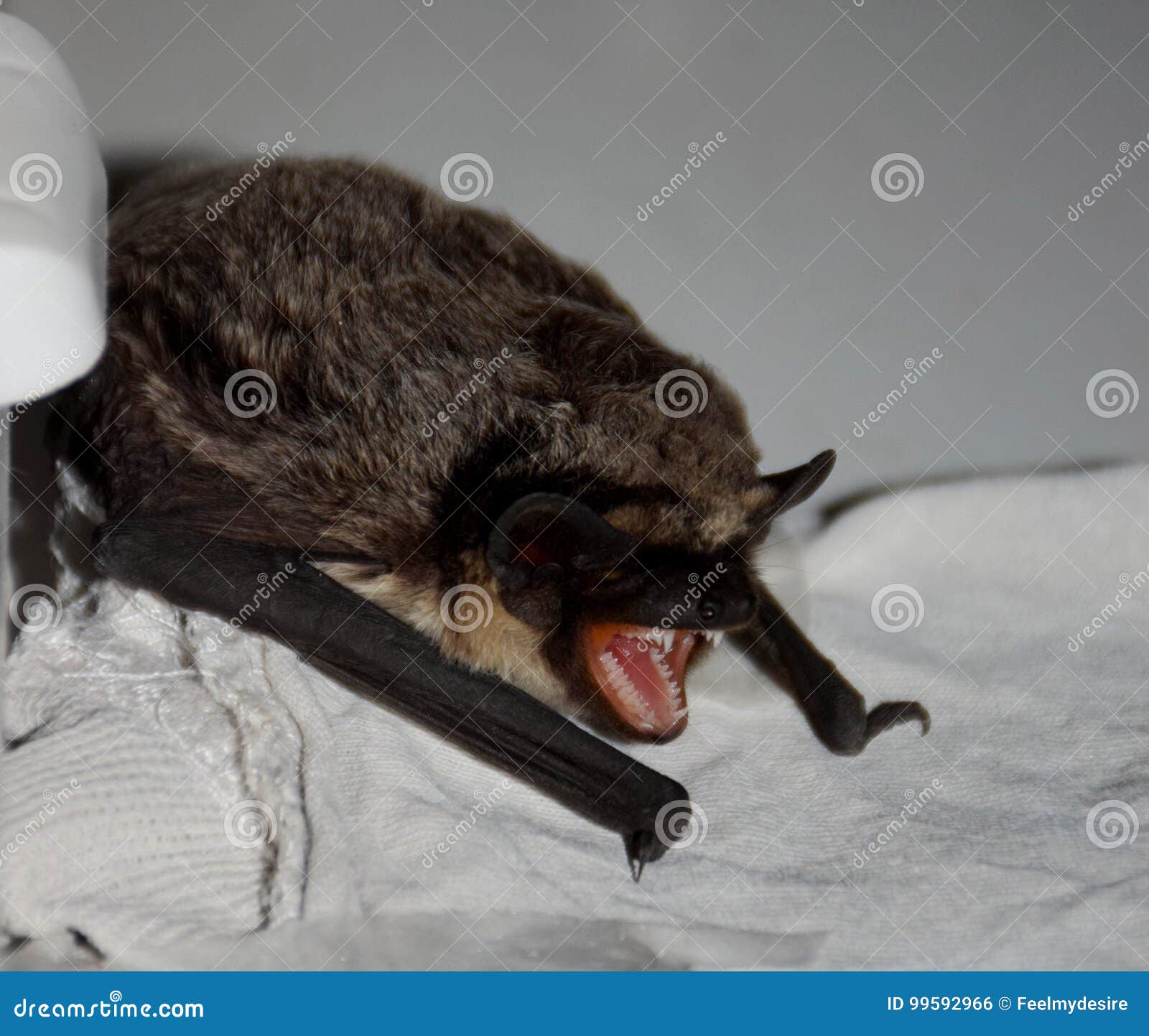 Bat stock photo. Image of flies, cute, sitting, tail - 99592966