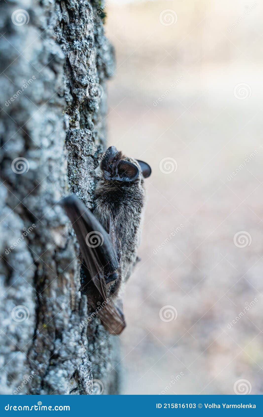 Bat Sits on a Tree Trunk in Spring. Side View. Stock Image - Image of ...