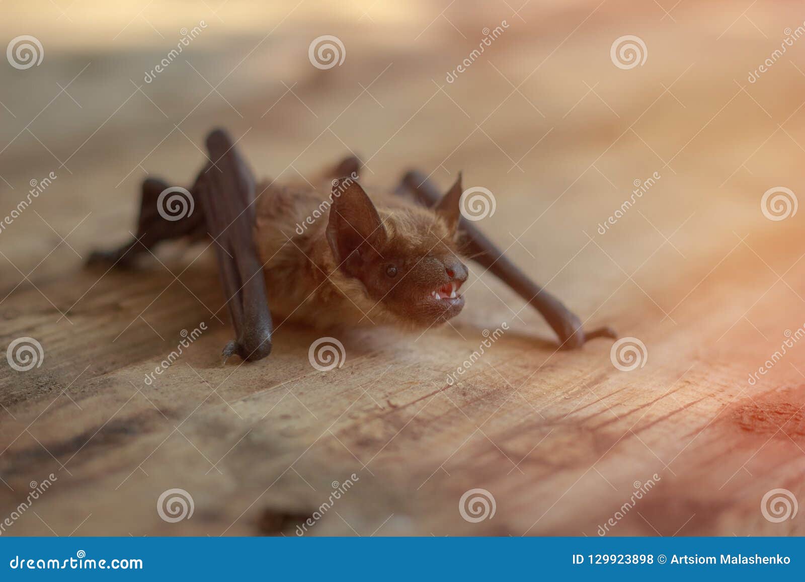 The Bat Sits on a Wooden Table Stock Photo - Image of dark ...