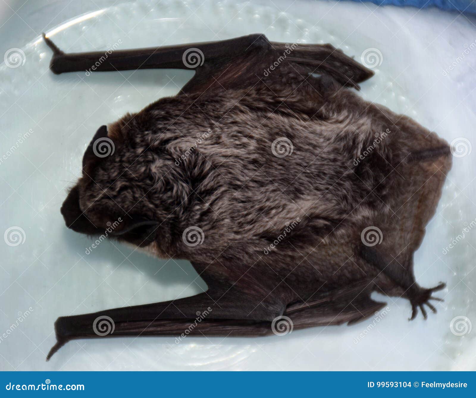 Bat stock photo. Image of nose, brown, sits, paws, sitting - 99593104