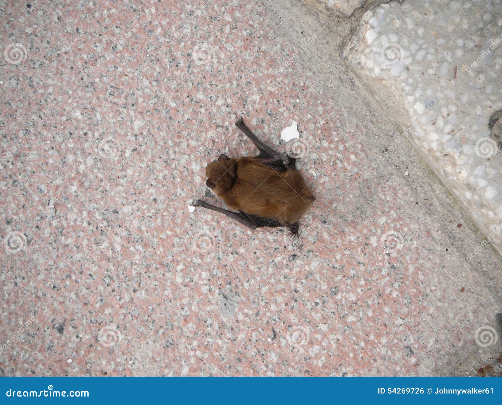 Bat stock photo. Image of spooky, dracula, night, scary - 54269726