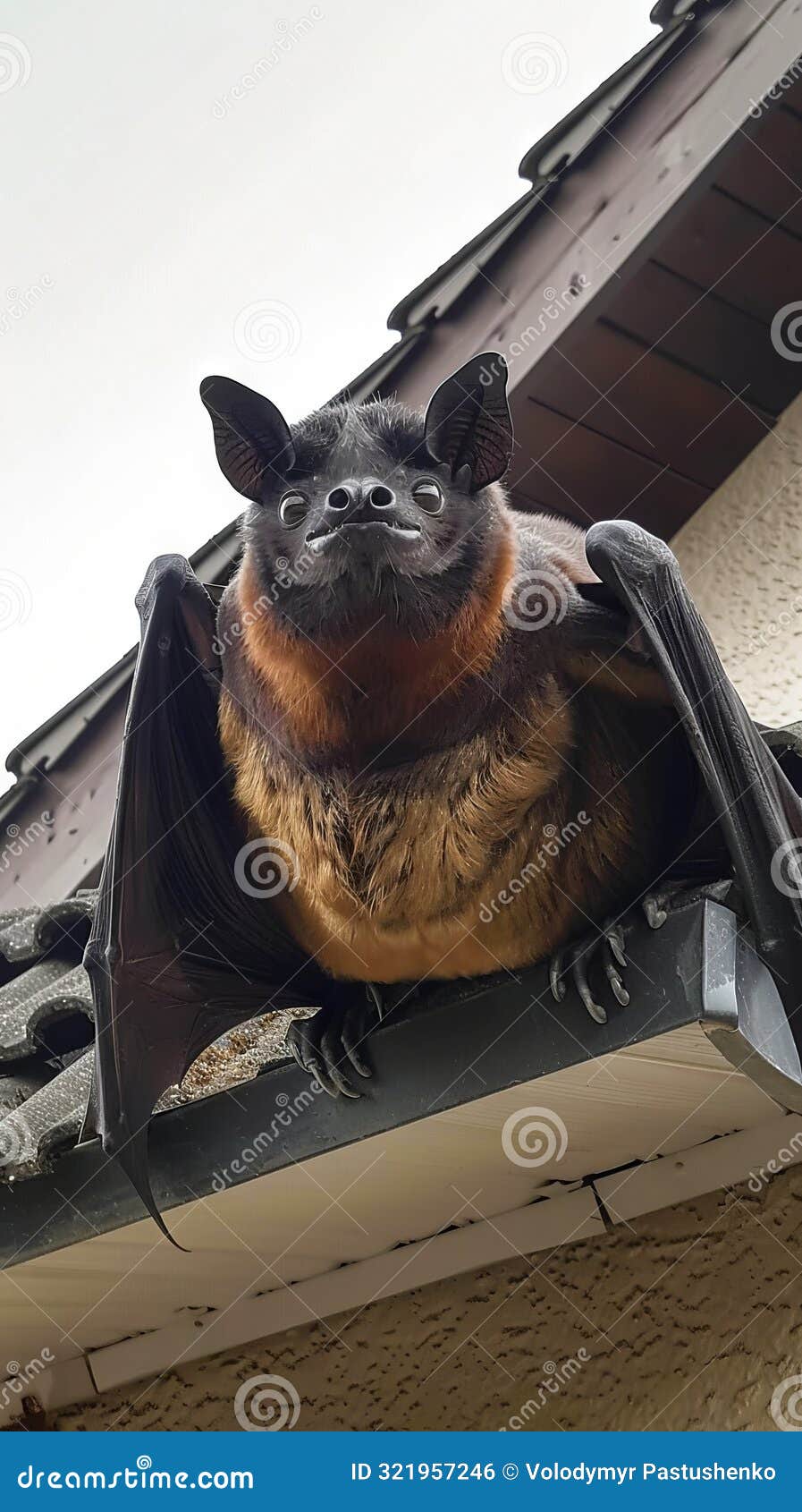 A Bat is Sitting on the Roof of a House Stock Photo - Image of house ...