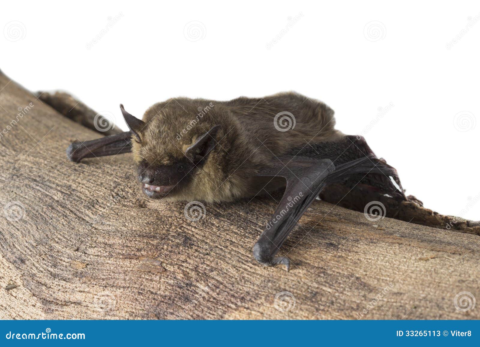 Bat sitting on tree trunk stock image. Image of wings - 33265113