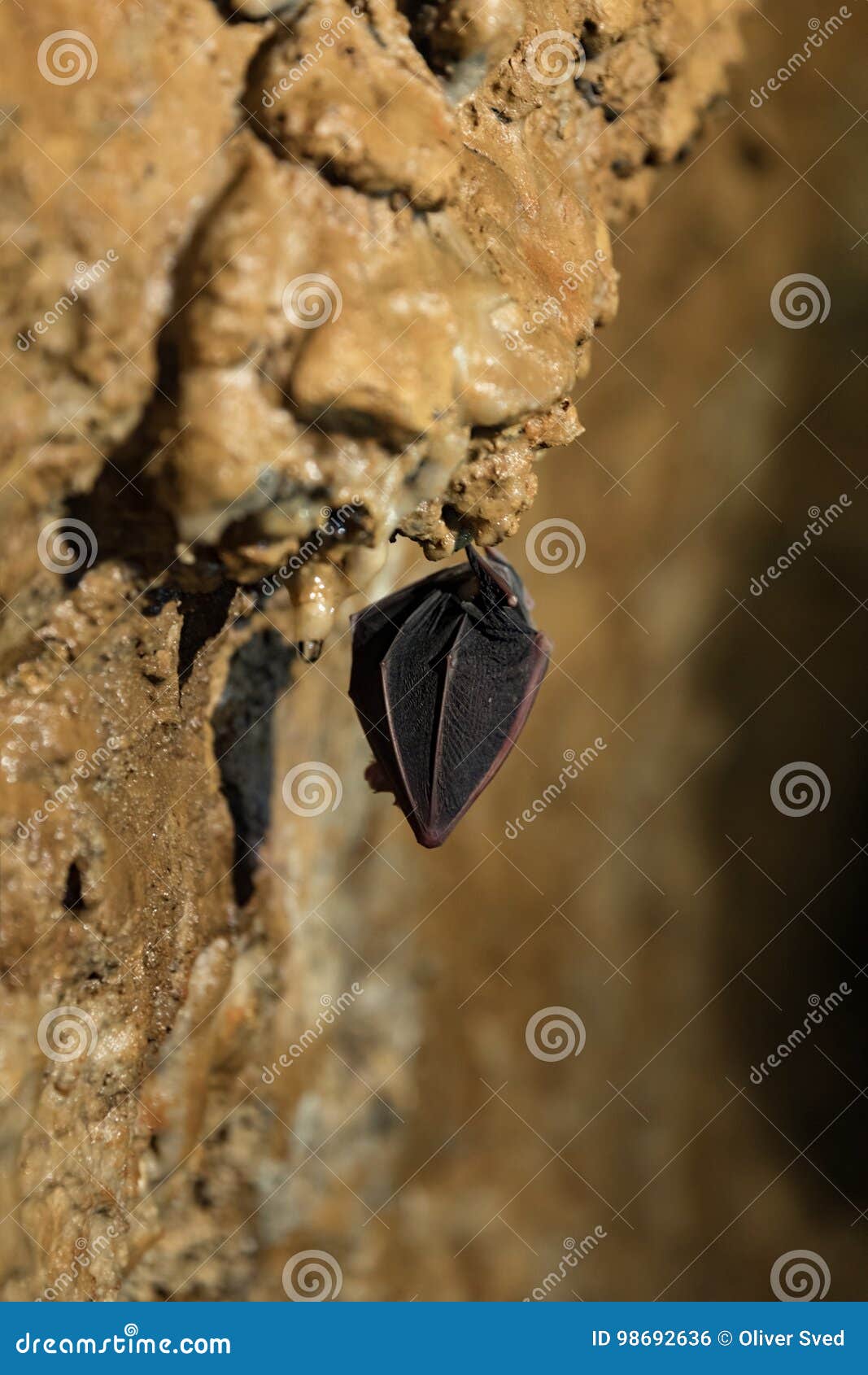 Bat sleeping in the cave stock photo. Image of conservation - 98692636