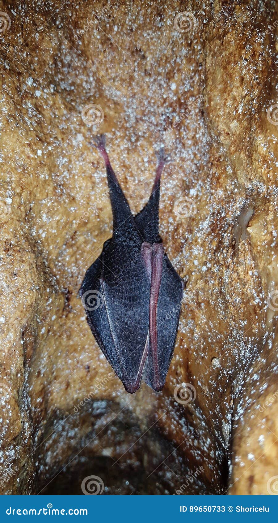 Bat hanging on a cave wall stock image. Image of wild - 89650733