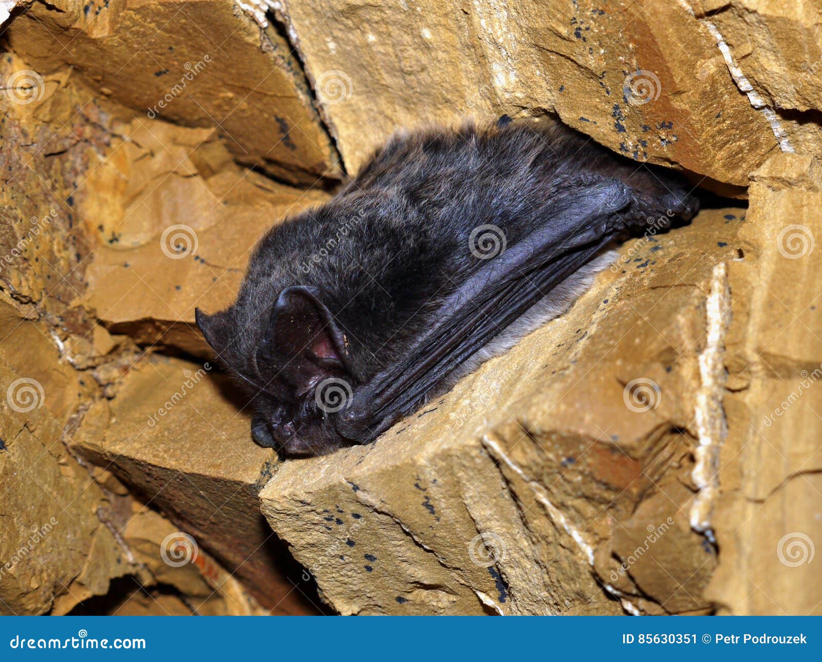 Bat sleeping in a cave stock image. Image of fauna, flying - 85630351