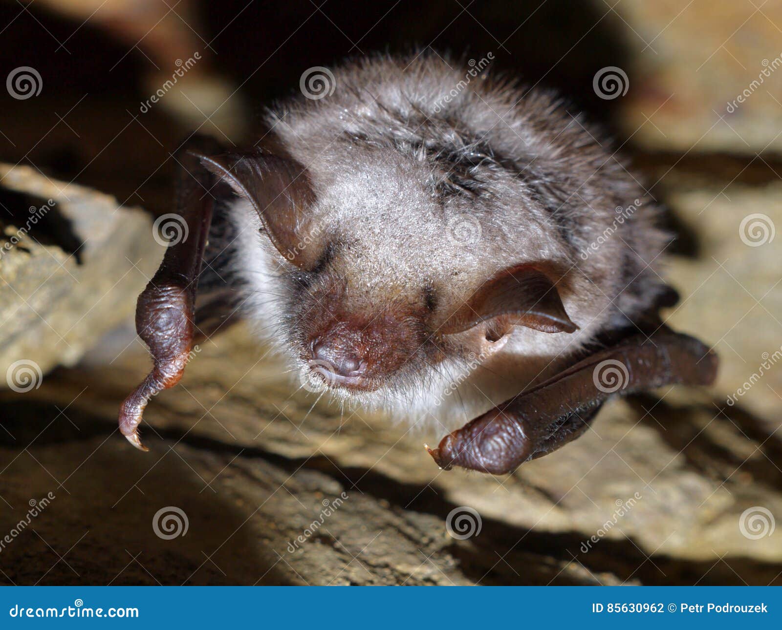 Bat sleeping in a cave stock photo. Image of rhinolophus - 85630962