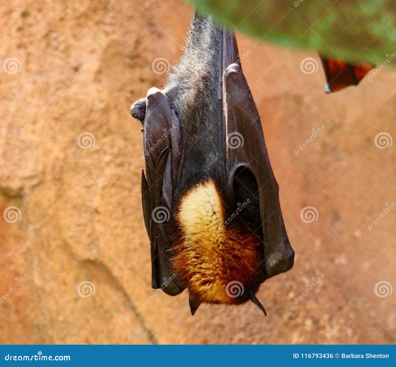 Bat Sleeping in the Daylight Stock Photo - Image of sleeping, daylight ...