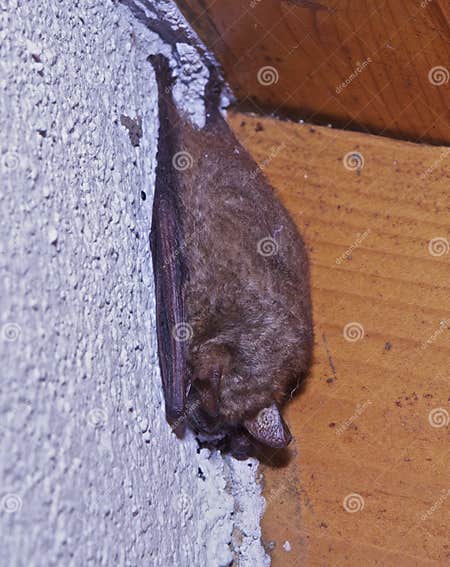Bat sleeping stock image. Image of upside, wild, fauna - 50835257