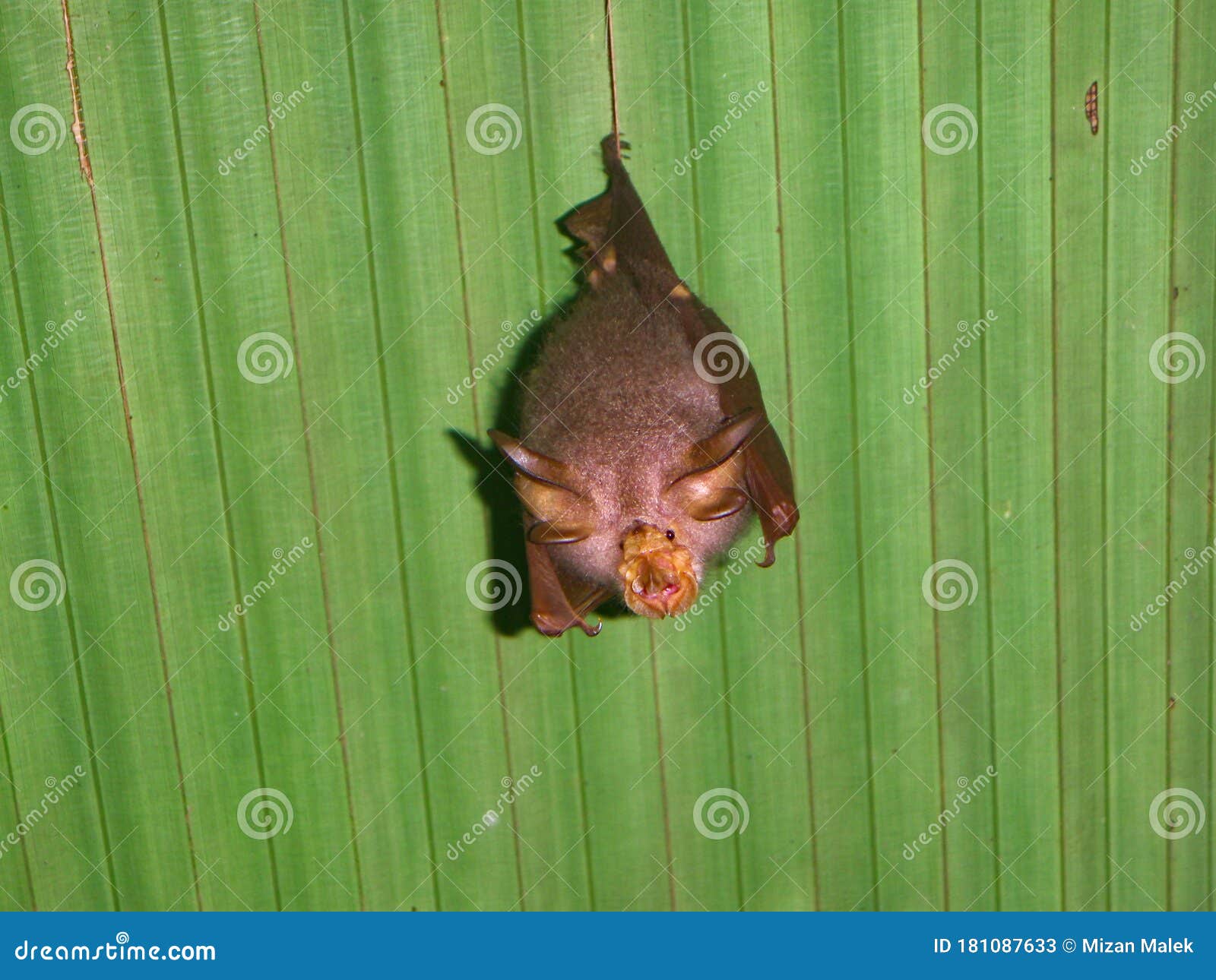 Bat Species Resting Underneath a Leaf Stock Image - Image of resting ...