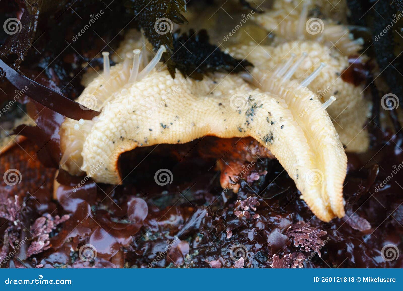 Bat Star Star Fish California Stock Photo - Image of marine, coast ...