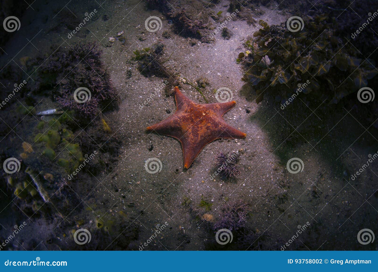 Bat Star stock photo. Image of animal, california, underwater - 93758002