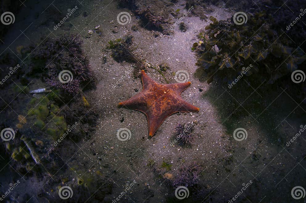 Bat Star stock photo. Image of animal, california, underwater - 93758002