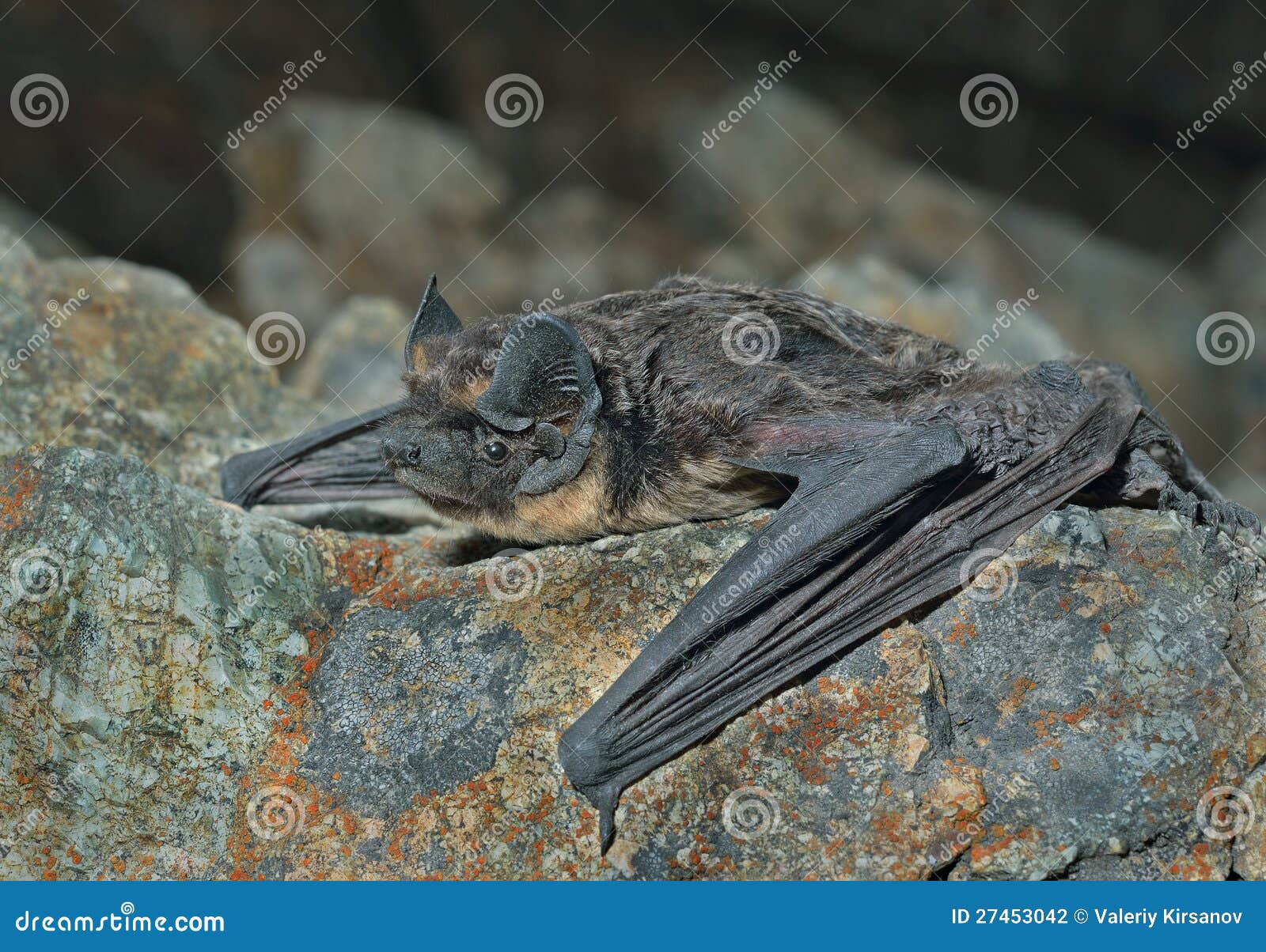 Bat on stone 2 stock photo. Image of small, wild, macro - 27453042