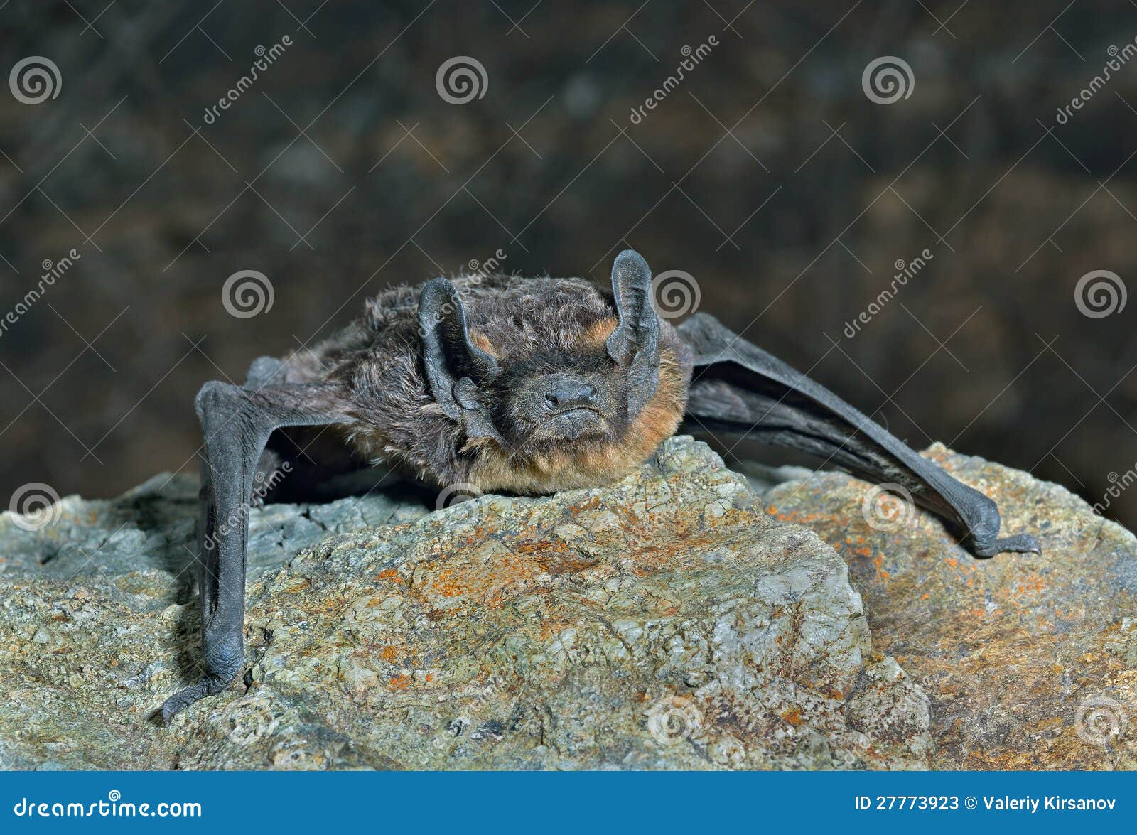 Bat On Stone Stock Photo | CartoonDealer.com #27773923