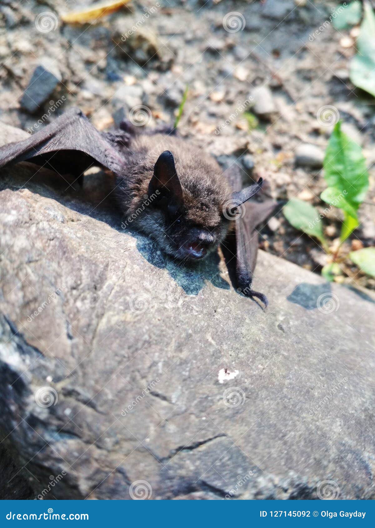 Bat on the stone stock photo. Image of wild, animals - 127145092