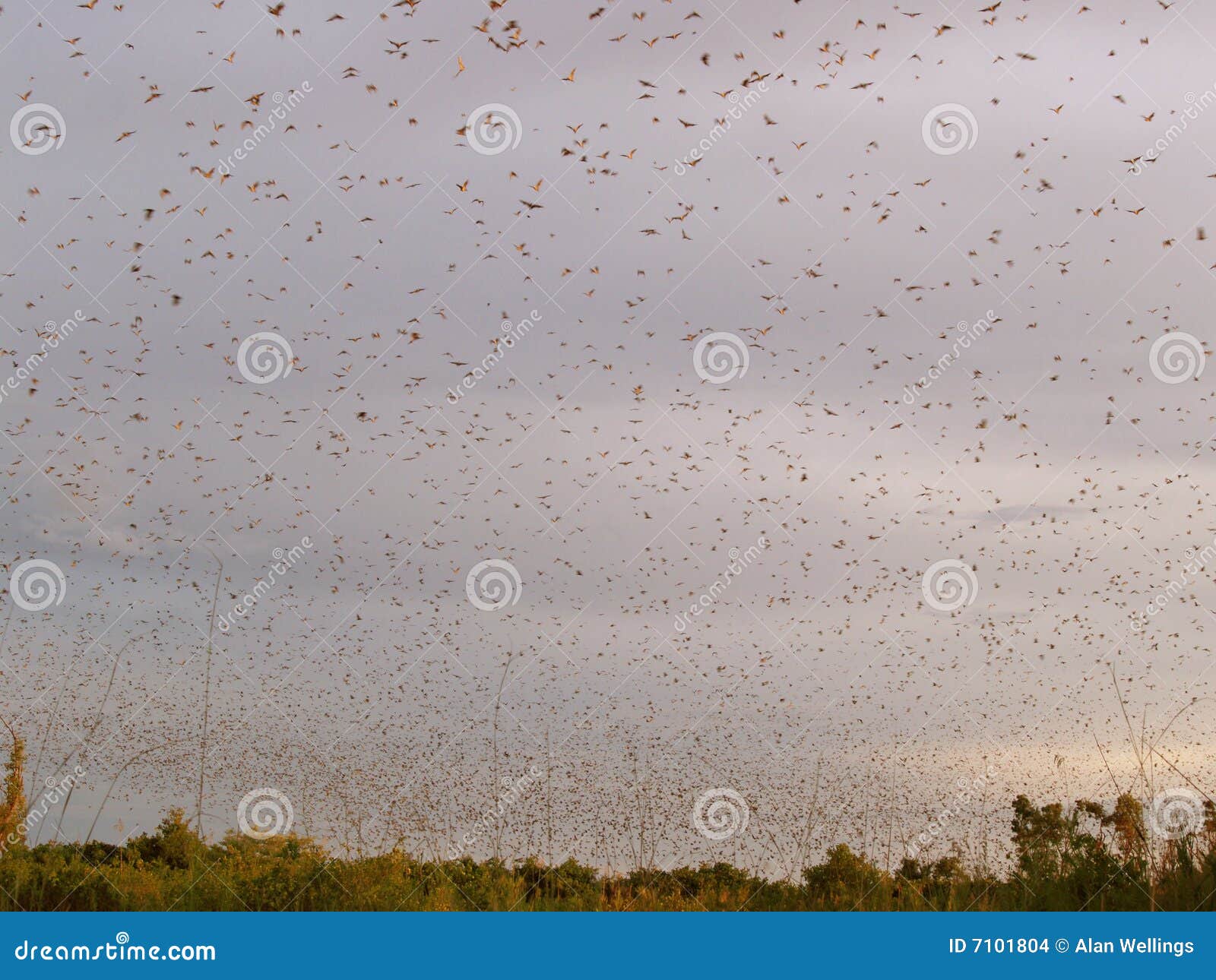 Bat swarm stock photo. Image of africa, wildlife, animals - 7101804