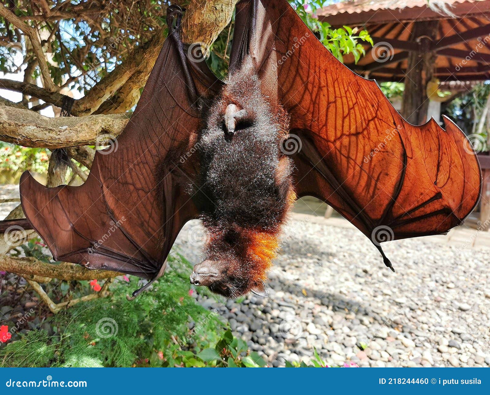 Bat take a nap stock photo. Image of mammal, branch - 218244460