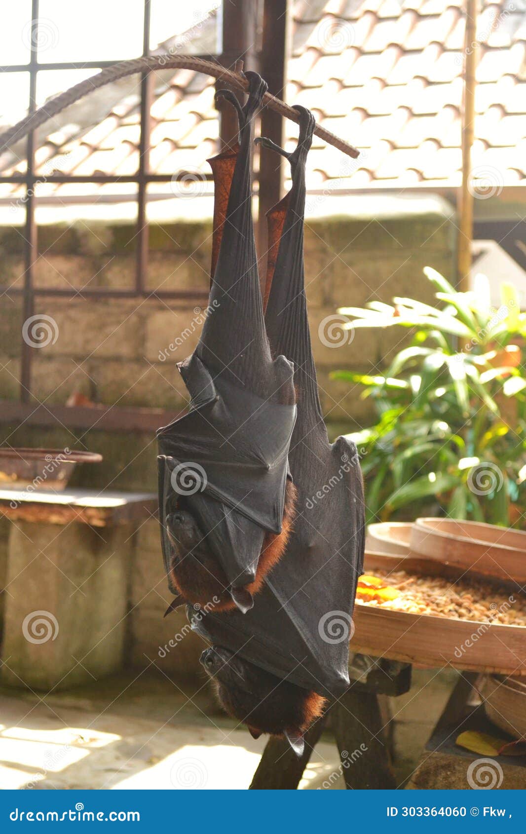 The bat takes a nap stock photo. Image of hanging, wing - 303364060