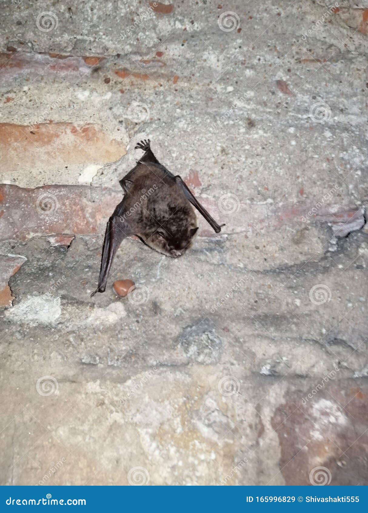 Bat on the towers wall stock image. Image of castlw - 165996829