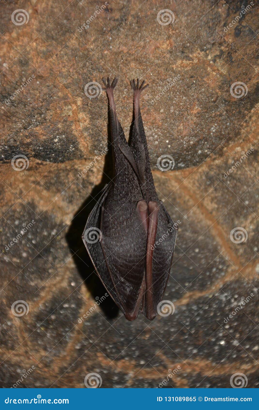Bat in transylvania cave stock image. Image of transylvania - 131089865